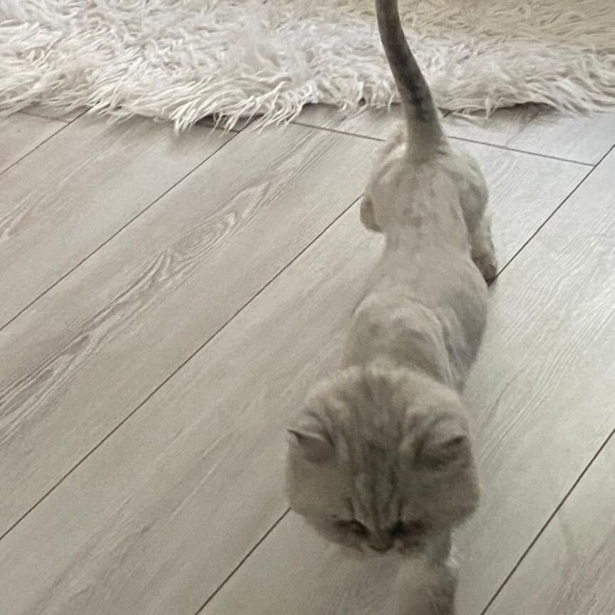 Отдам бесплатно кошку в добрые руки