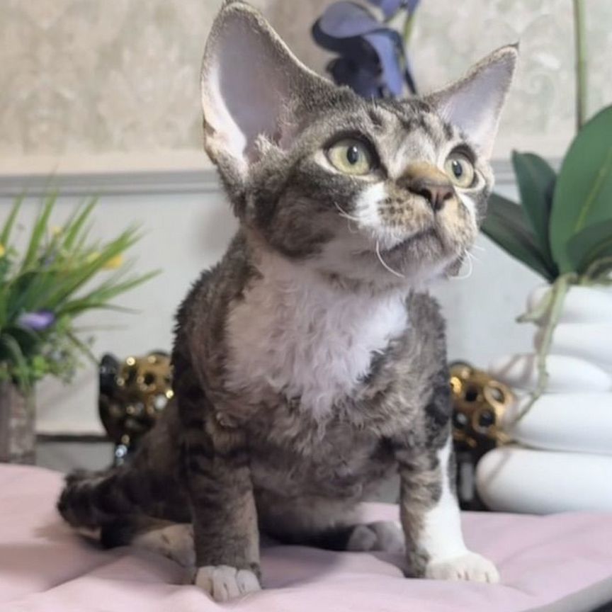 Девон-рекс котёнок