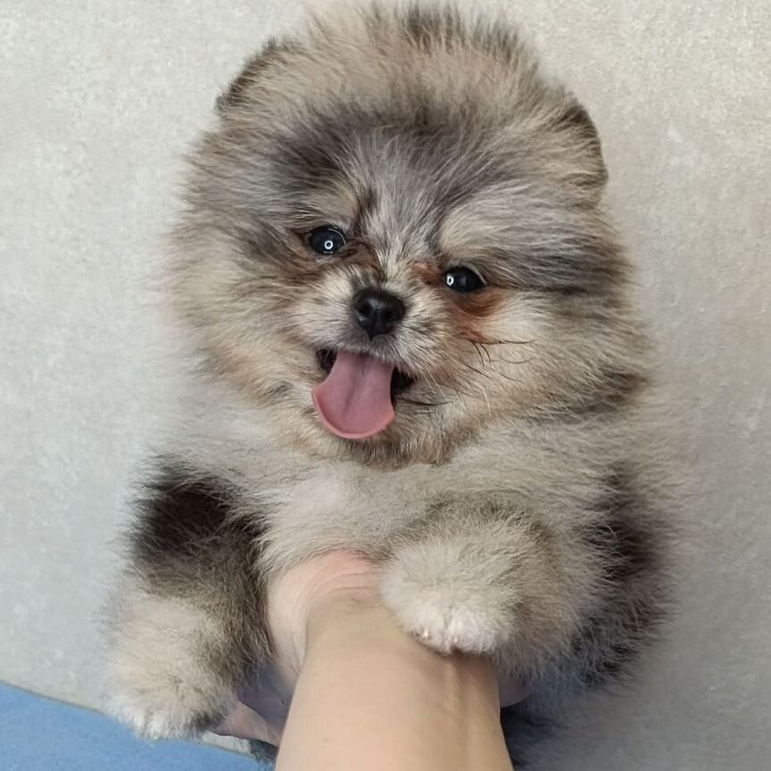Померанский шпиц, щенок
