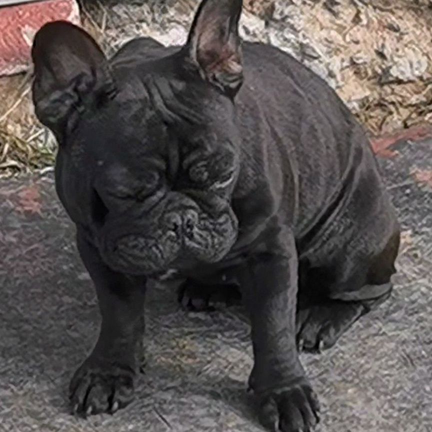 Французский бульдог, взрослый пёс