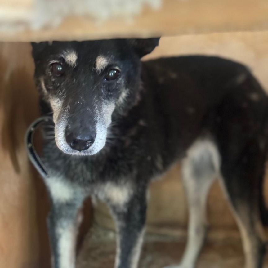 Старушке Праге из приюта нужна помощь