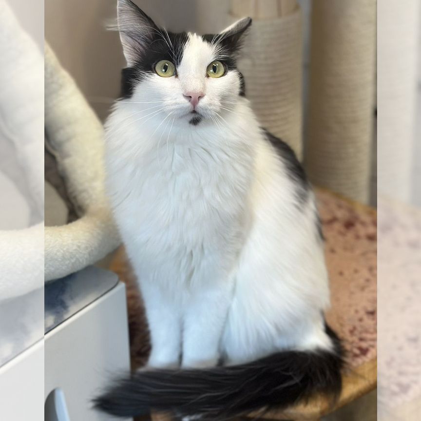 Кокос в самые ответственные руки