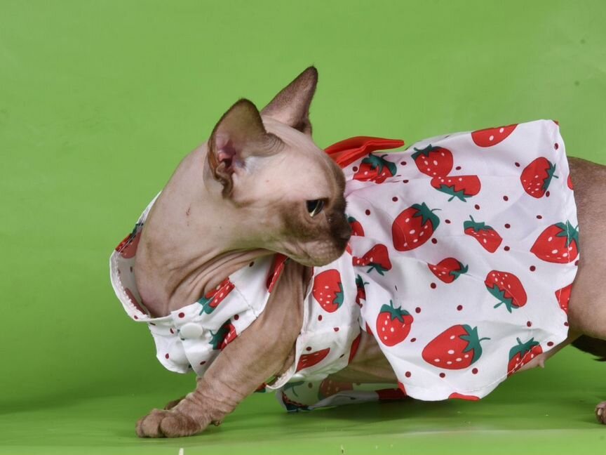 Бамбино девочка породистая