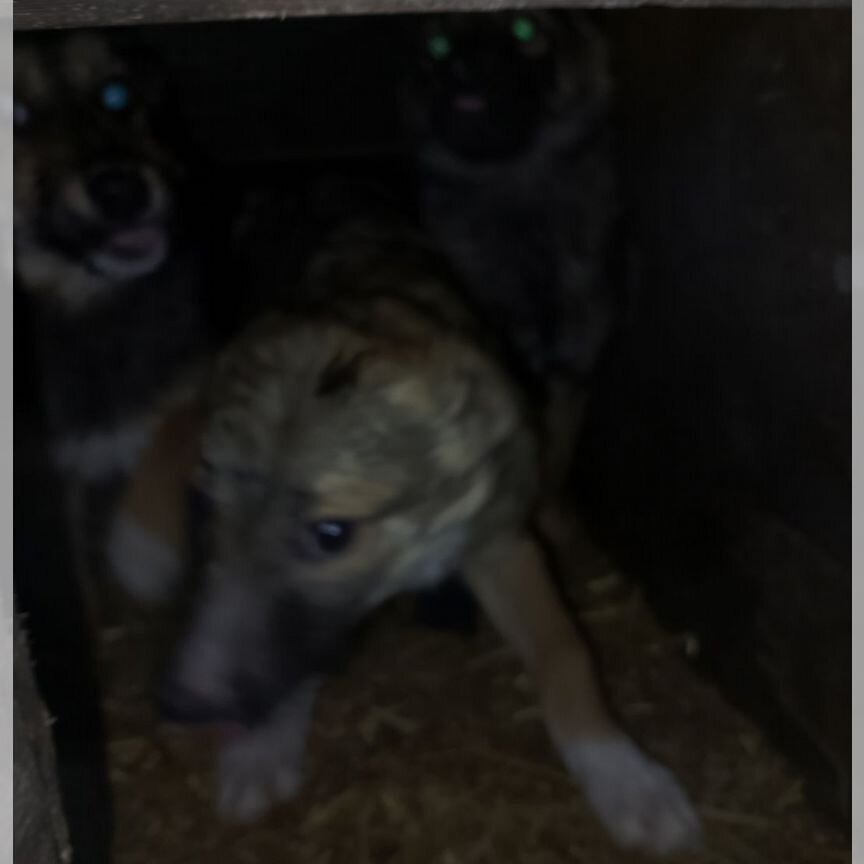 Щенок в добрые руки