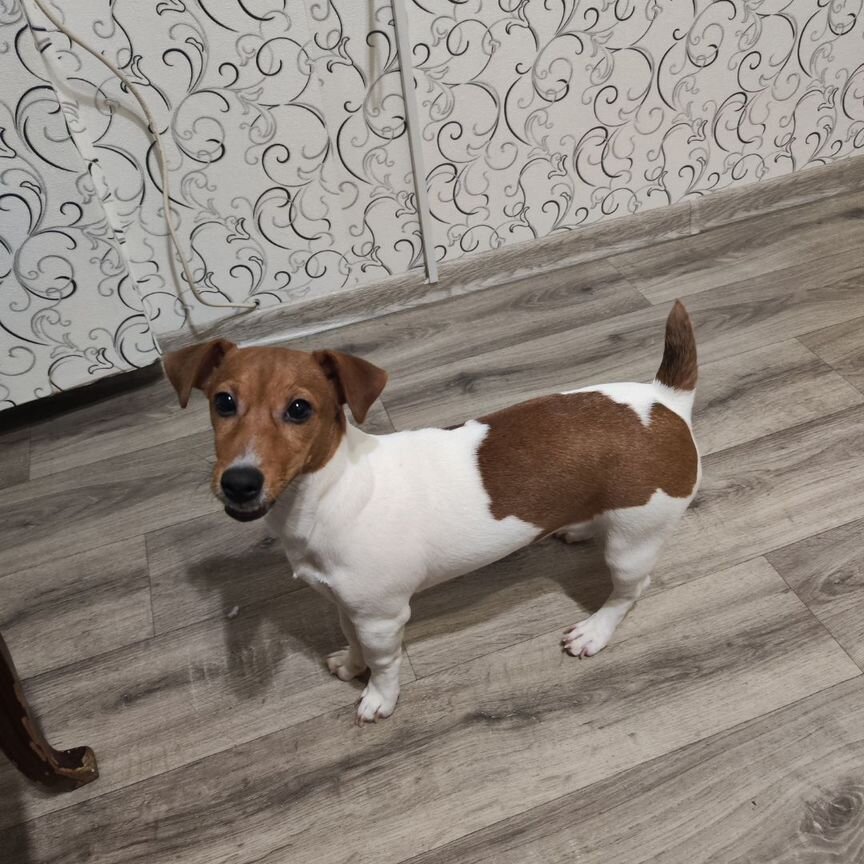 Джек рассел терьер