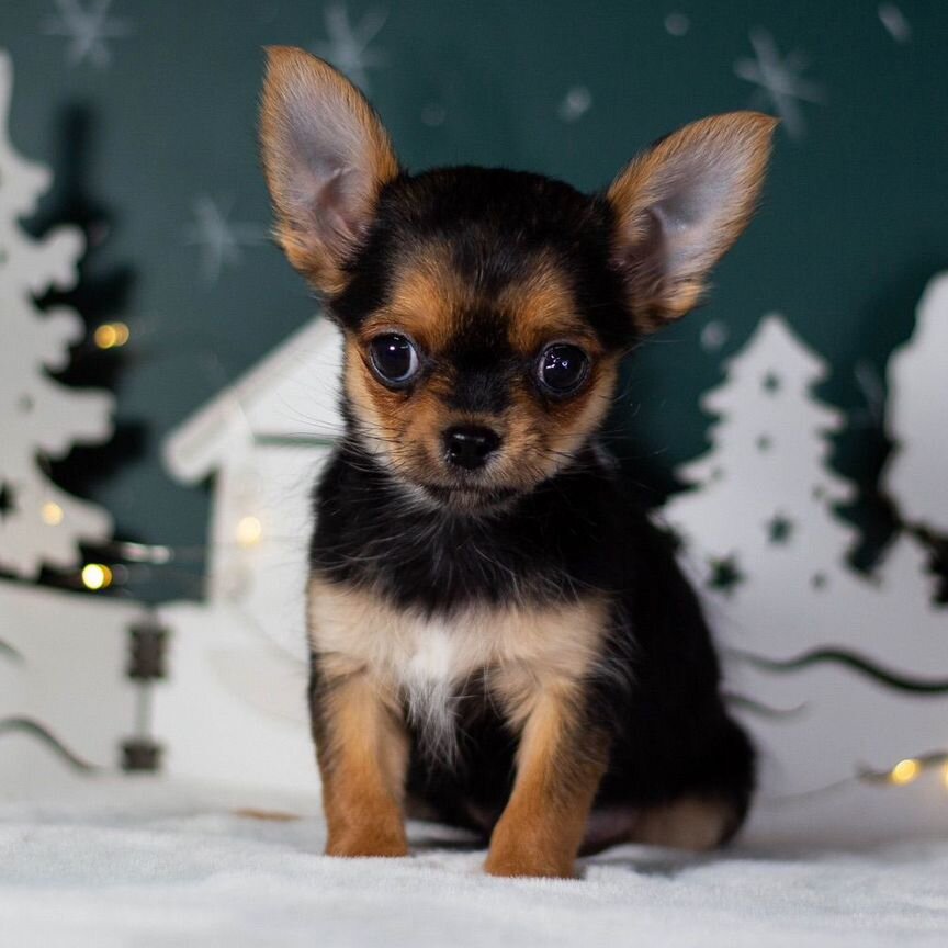 Чихуахуа, щенок