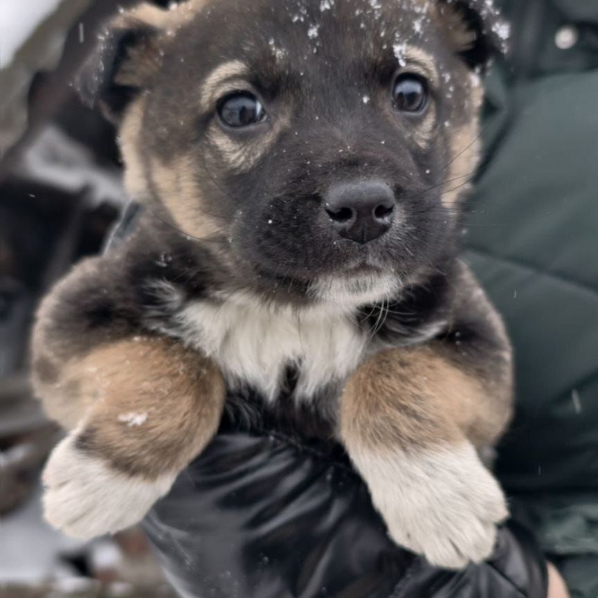 Щенок в добрые руки