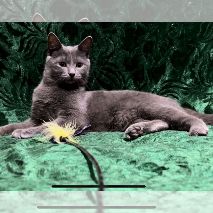 Котенок фенотип русской голубой