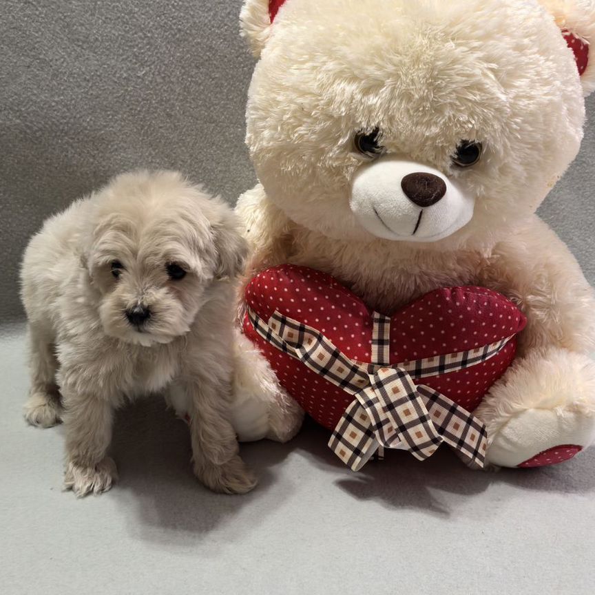 Мальтипу, щенок