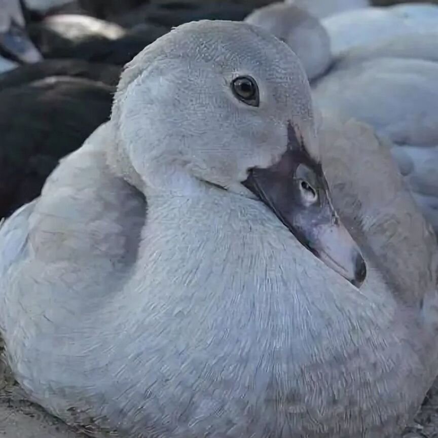 Мускусные утки тяжелые линии