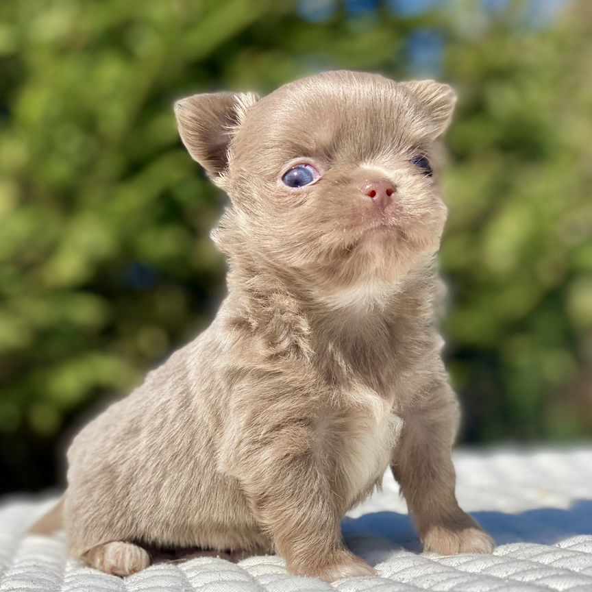 Лиловый малыш