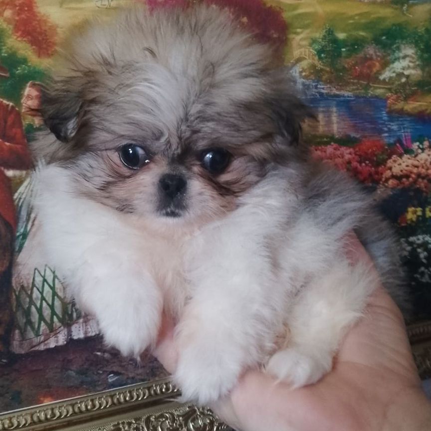Пекинес, щенок