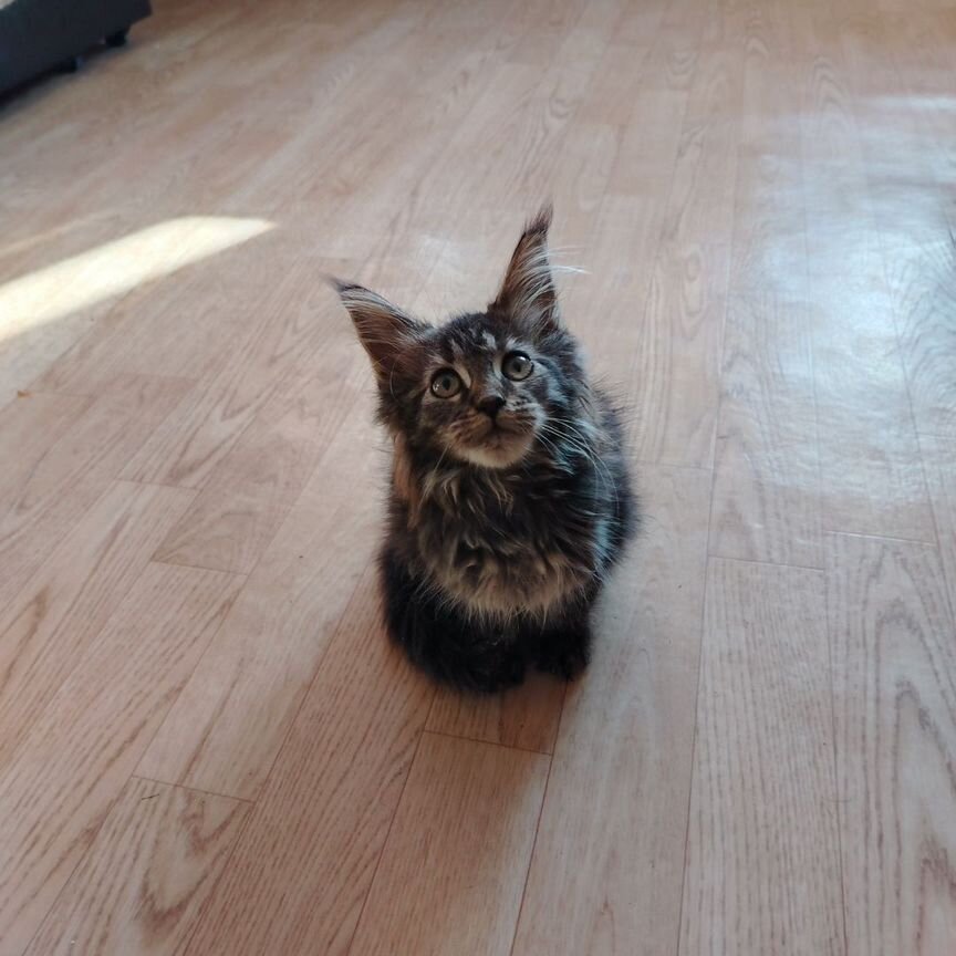 Майн кун котенок