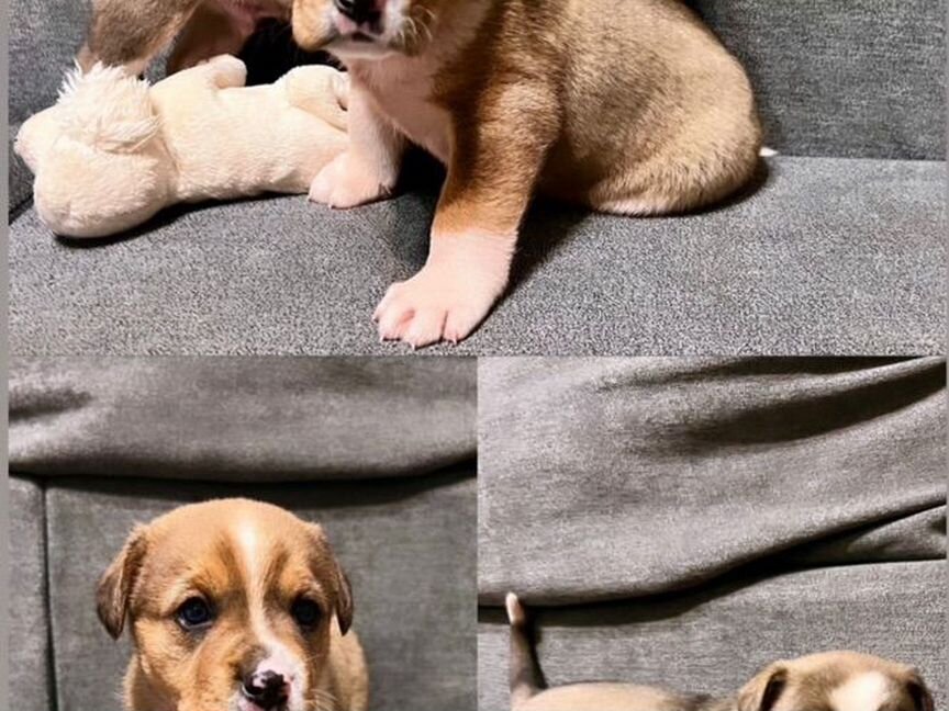 Щенки стаффа метисы