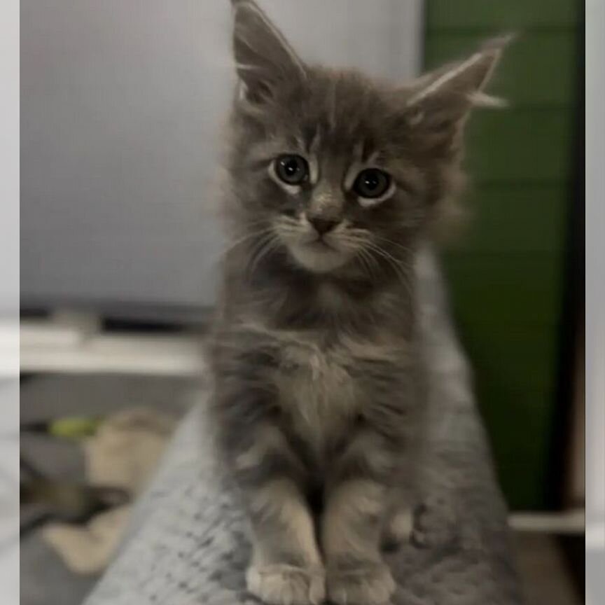 Мейн-кун котёнок