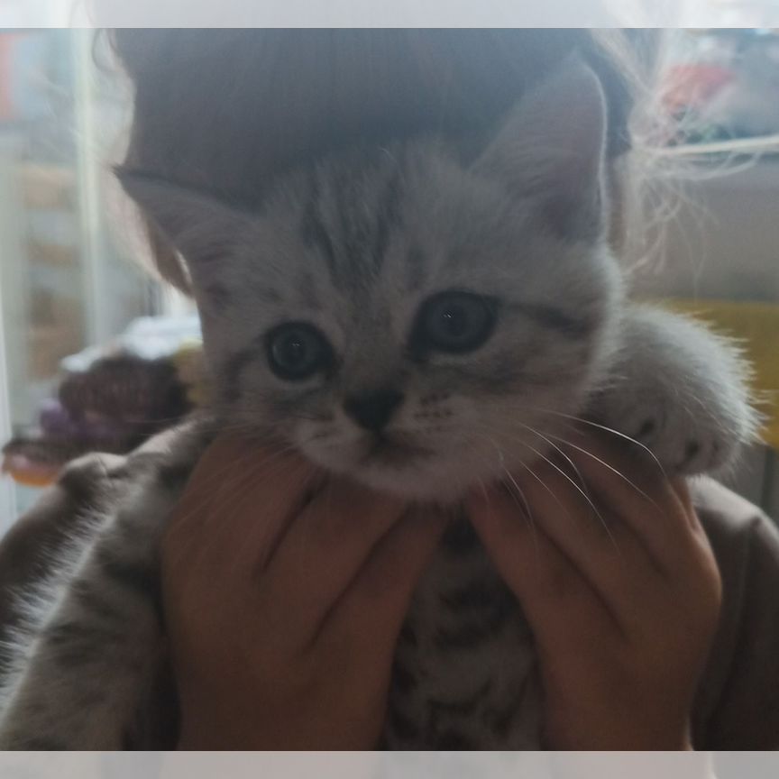 Шотландская