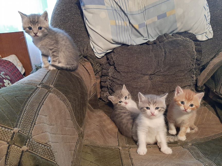 Котики маленькие бесплатно в добрые руки