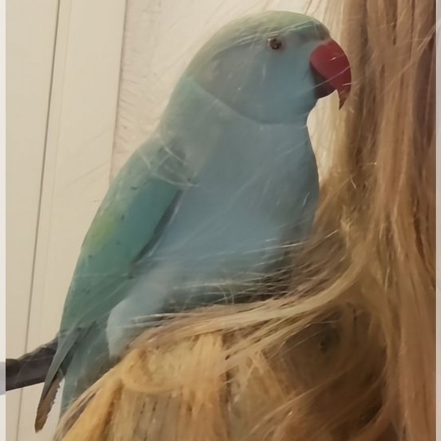 Ожереловый попугай самец