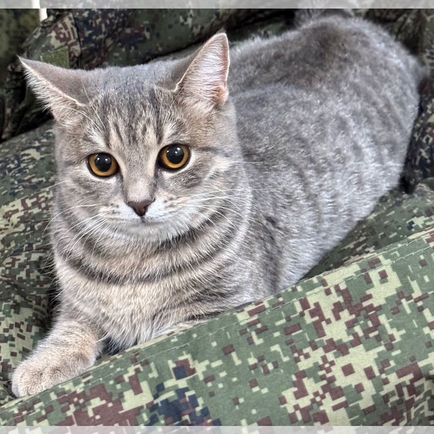 Шотландская прямоухая короткошёрстная, взрослая кошка