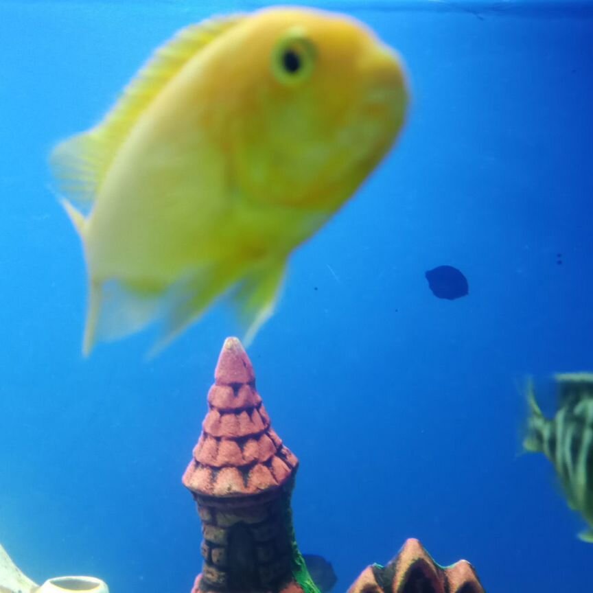 Аквариумные рыбки