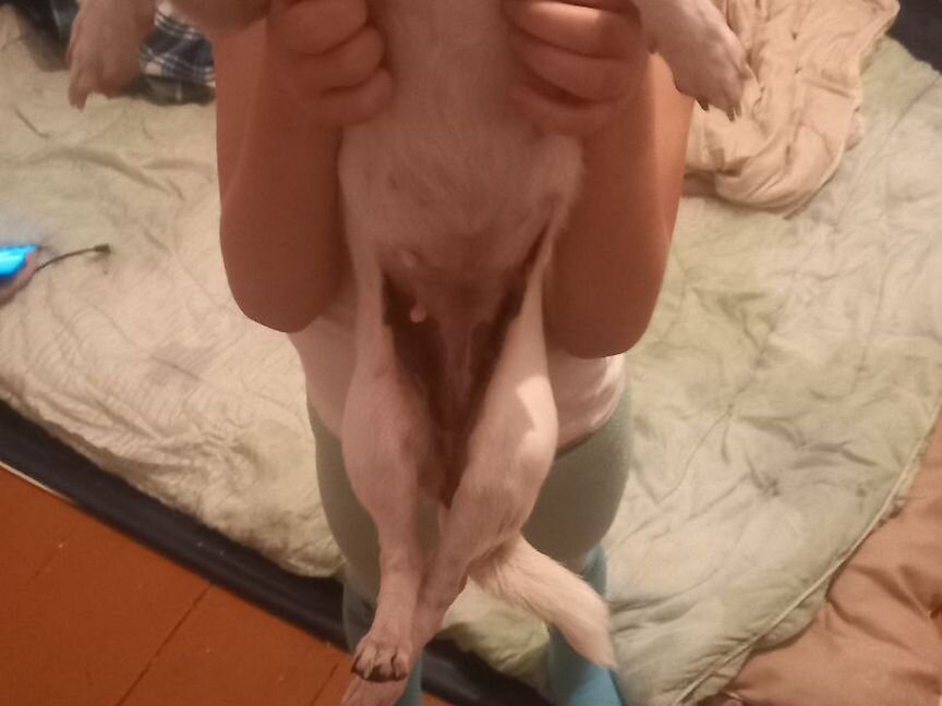 Чихуахуа мальчик,и девочка продается