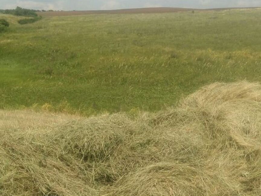 Сено
