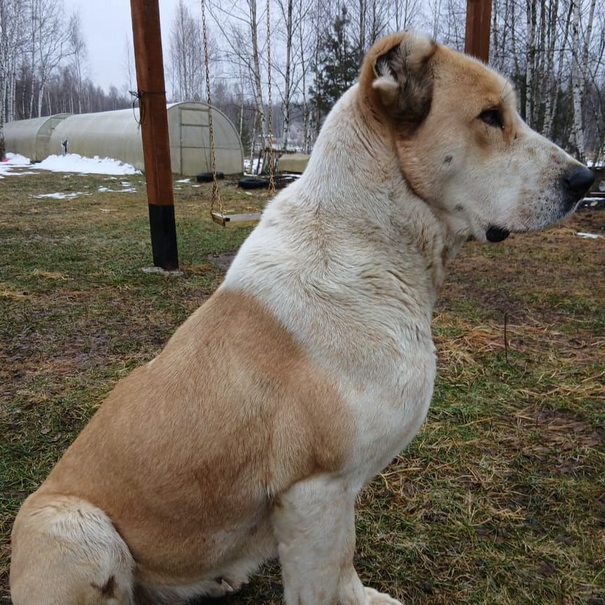 Щенки алабая