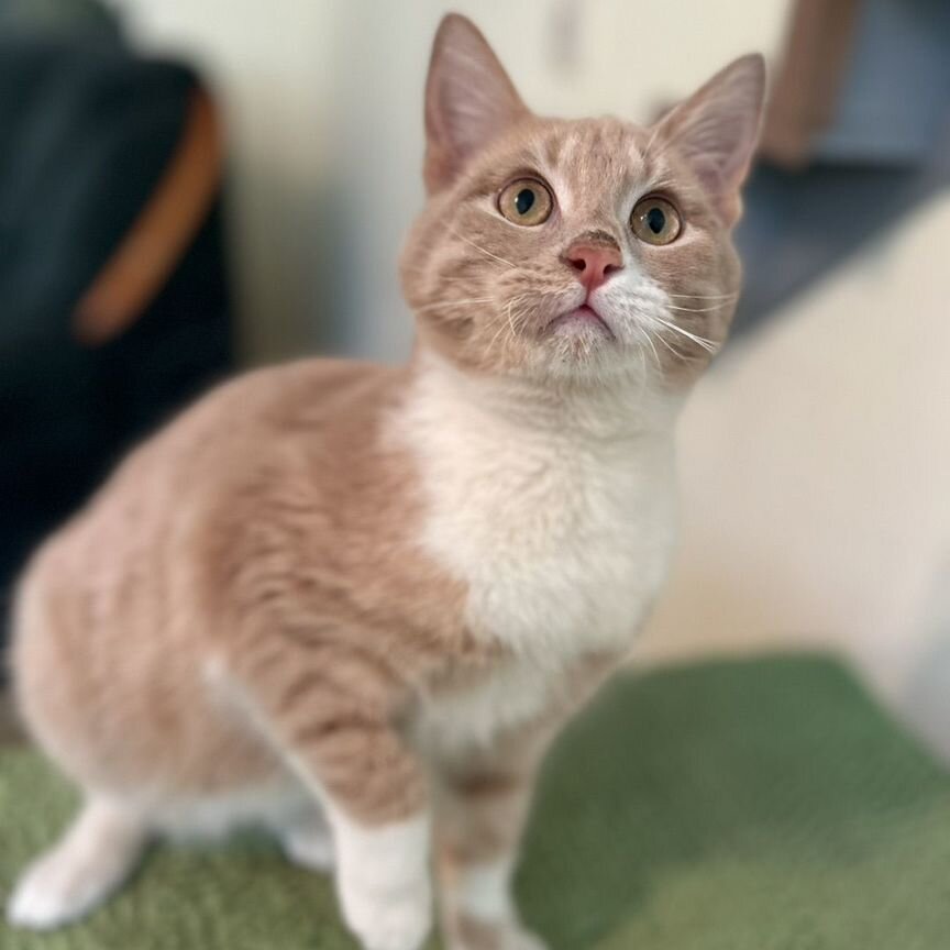 Котенок Абрикосик
