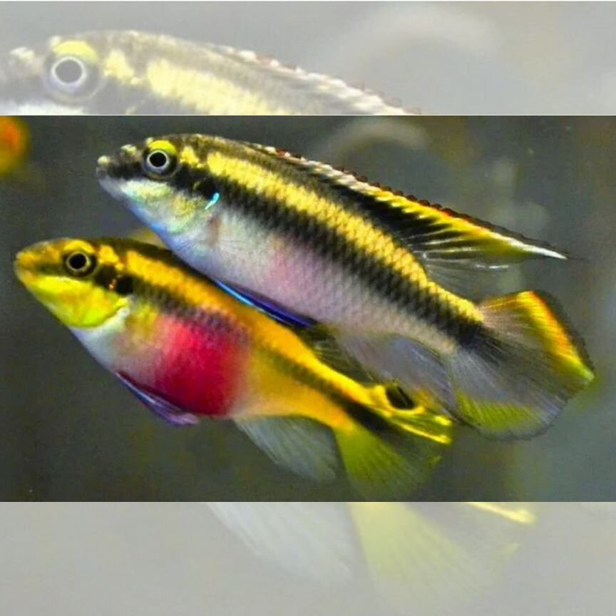 Пельвикахромис пульхер