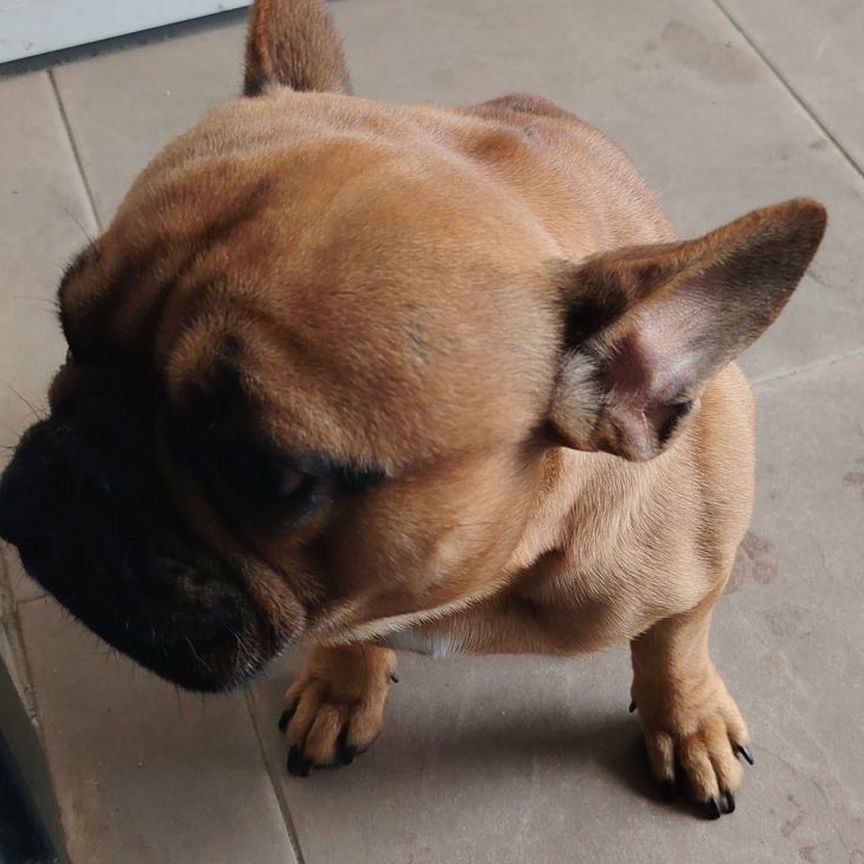 Французский бульдог, щенок