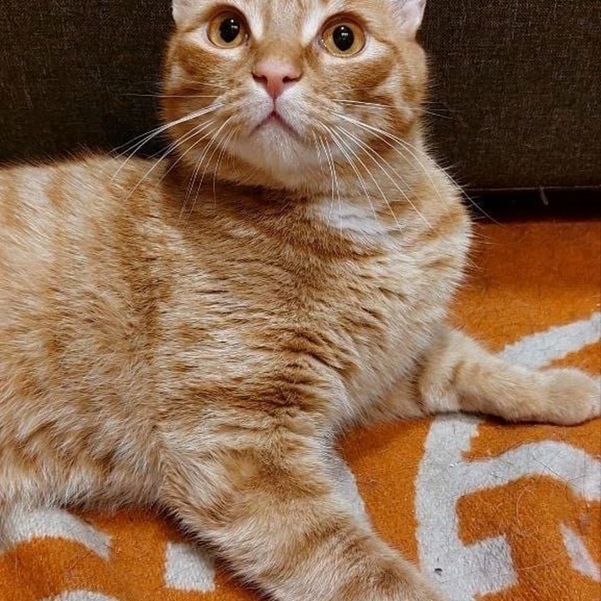 Кот Рыжик ищет хозяина. Отдадим в хорошие руки