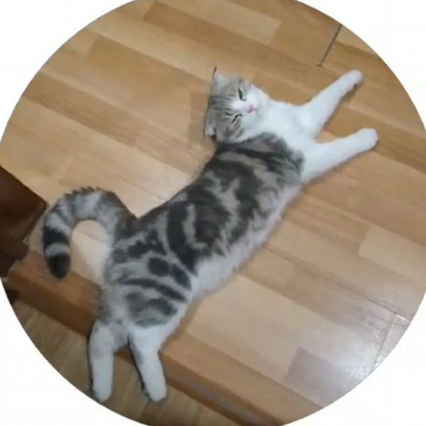 Шотландский кот