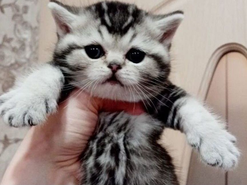 Шотландские красивые пупсы