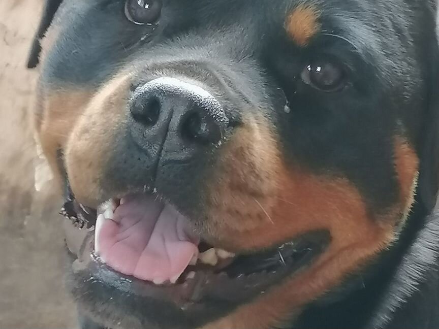 Щенки ротвейлера продажа