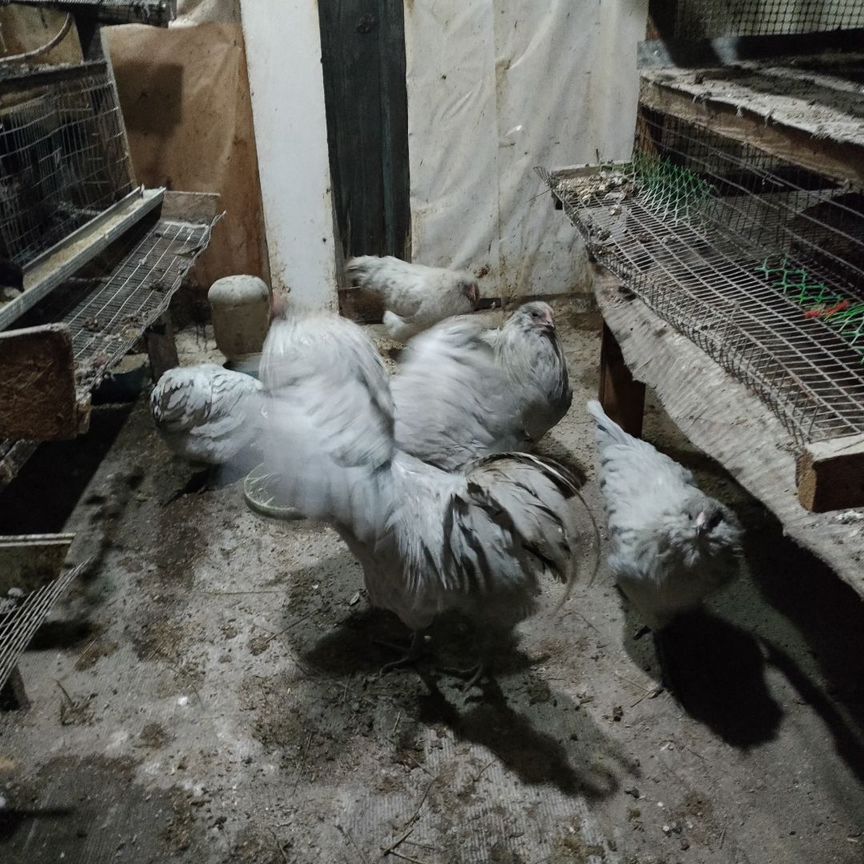 Куры амераукана лаванда