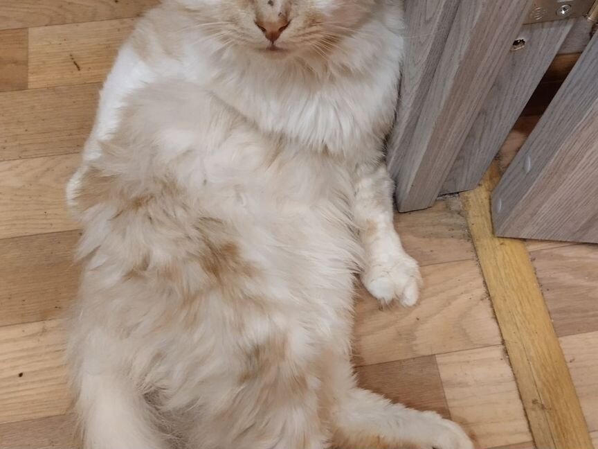 Кошка помесь Мейкуна