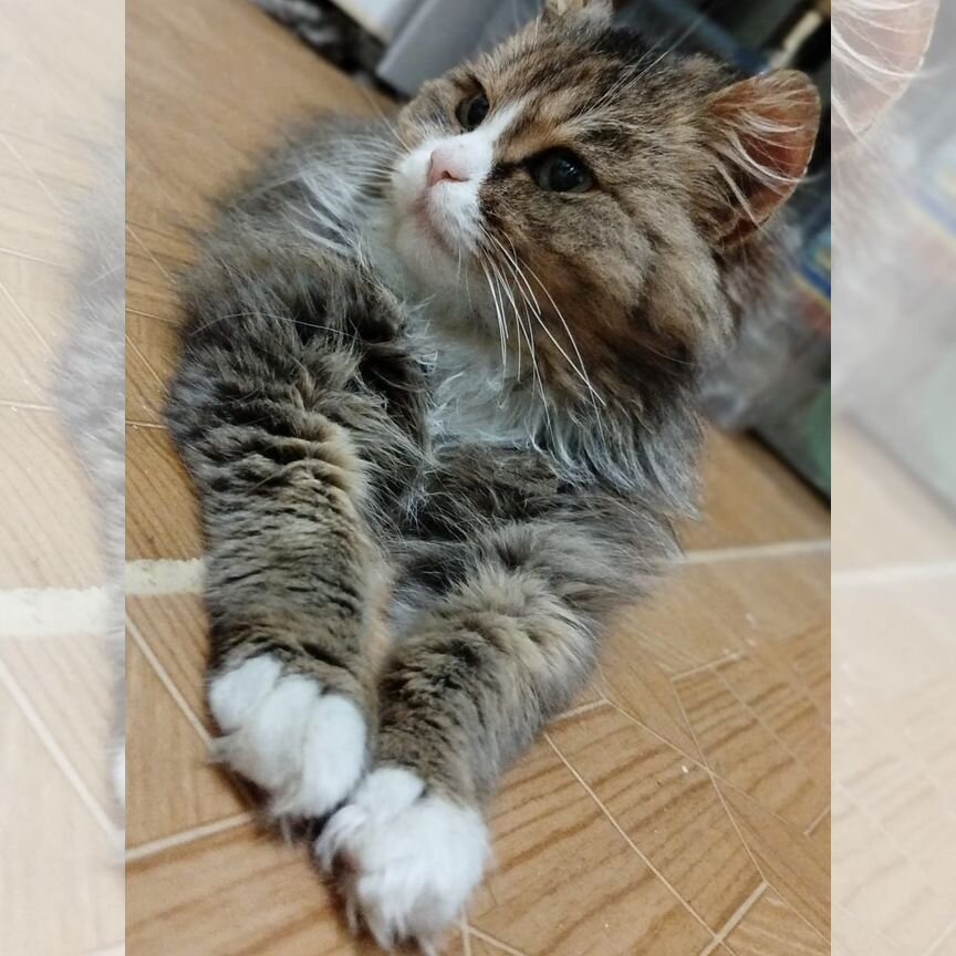 Котенок котик подросток в добрые руки
