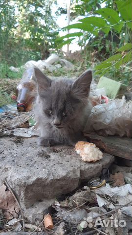 Слепой котенок выживает на улице и с ним братик