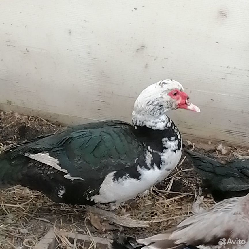 Селезень индоутки