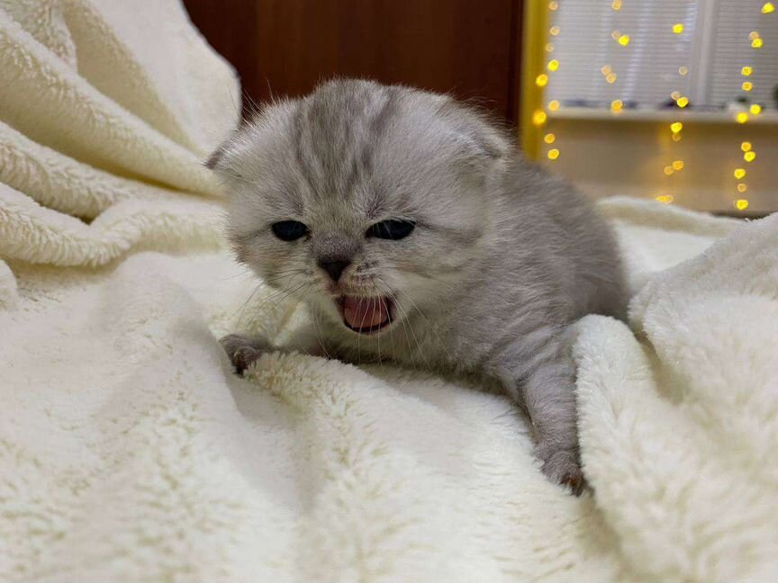 Шотландский котёнок