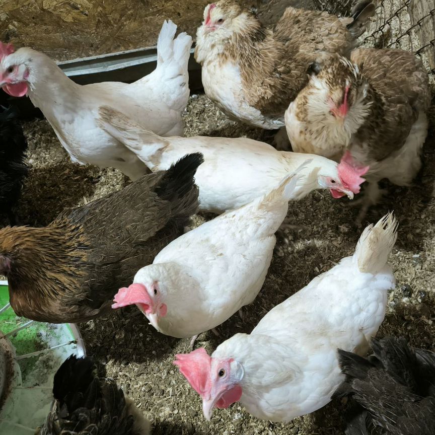 Куры несушки