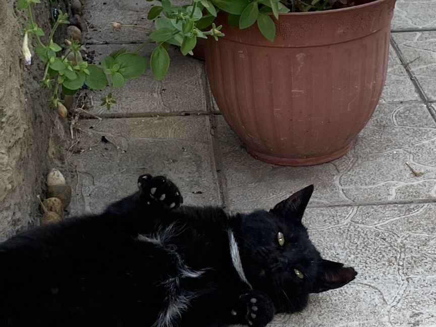 Котик выживает на дачах