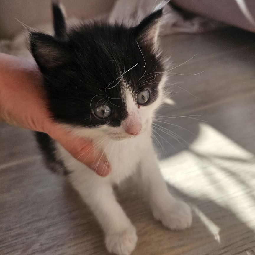 Котята в добрые руки приучены к лотку