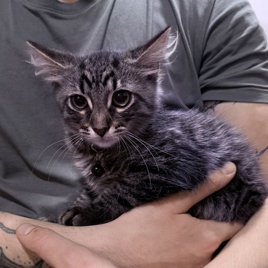 Сибирский котёнок