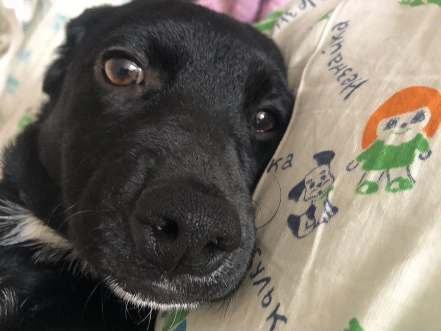 Смесь кокер спаниель и пинчер