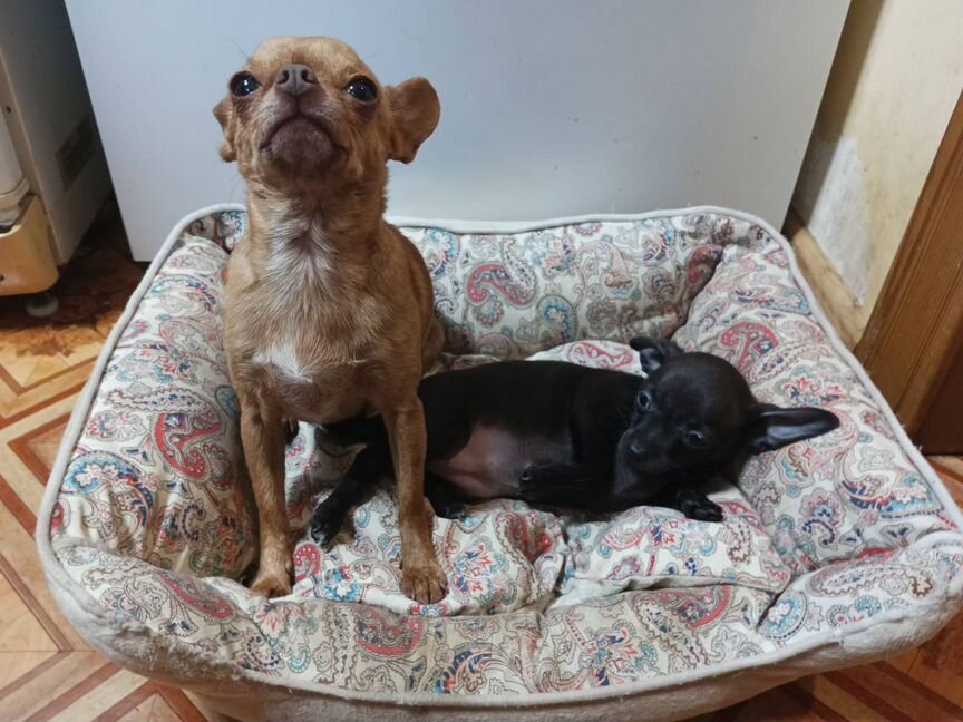 Чихуахуа девочка