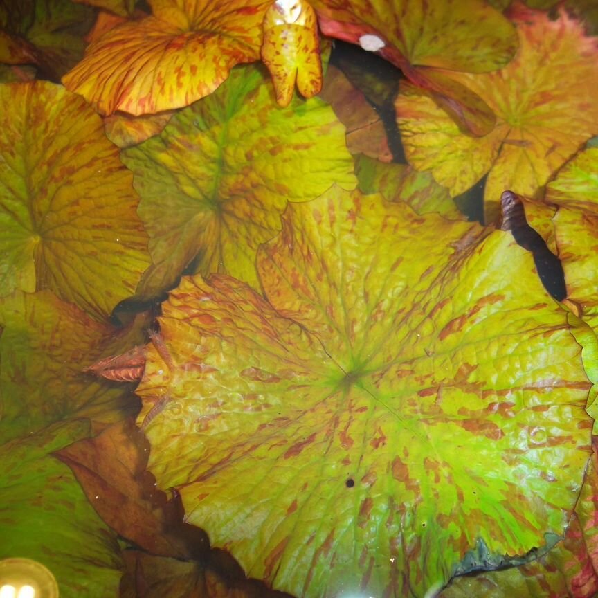 Нимфея тигровая (Nymphaea lotus «Tiger Red»)