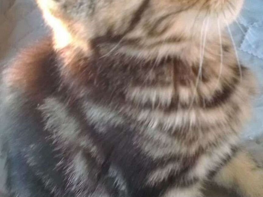 Британские котята