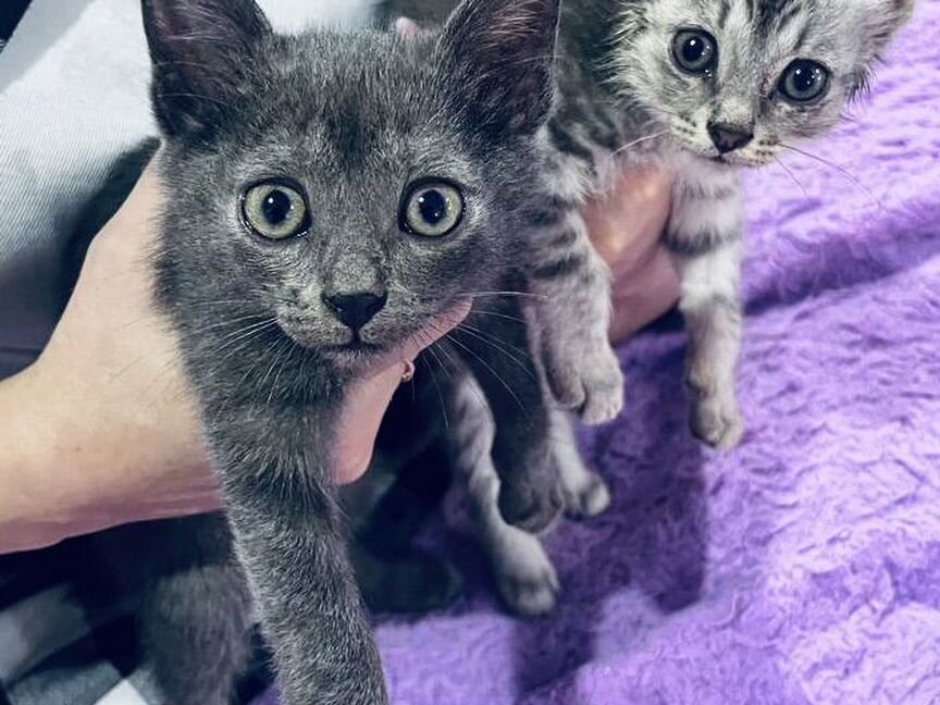 Котята в добрые руки