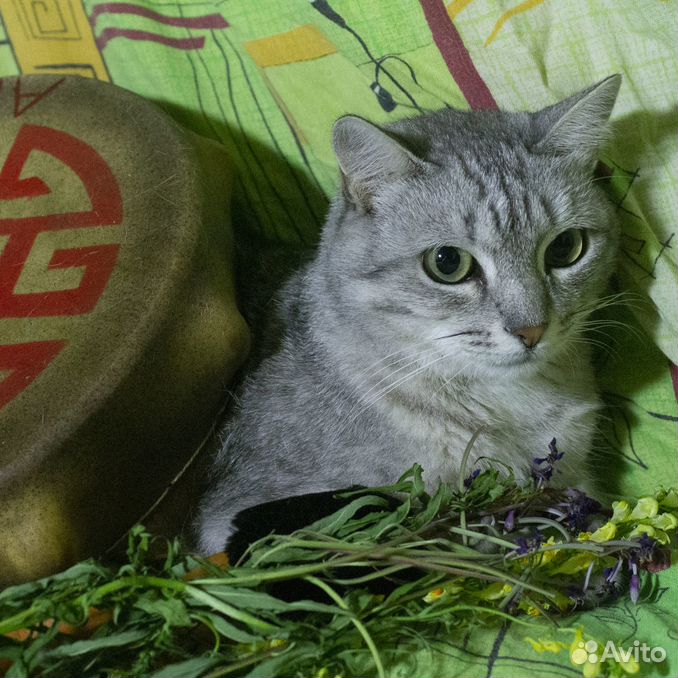 Кошка 2019 года выпуска. без дефектов